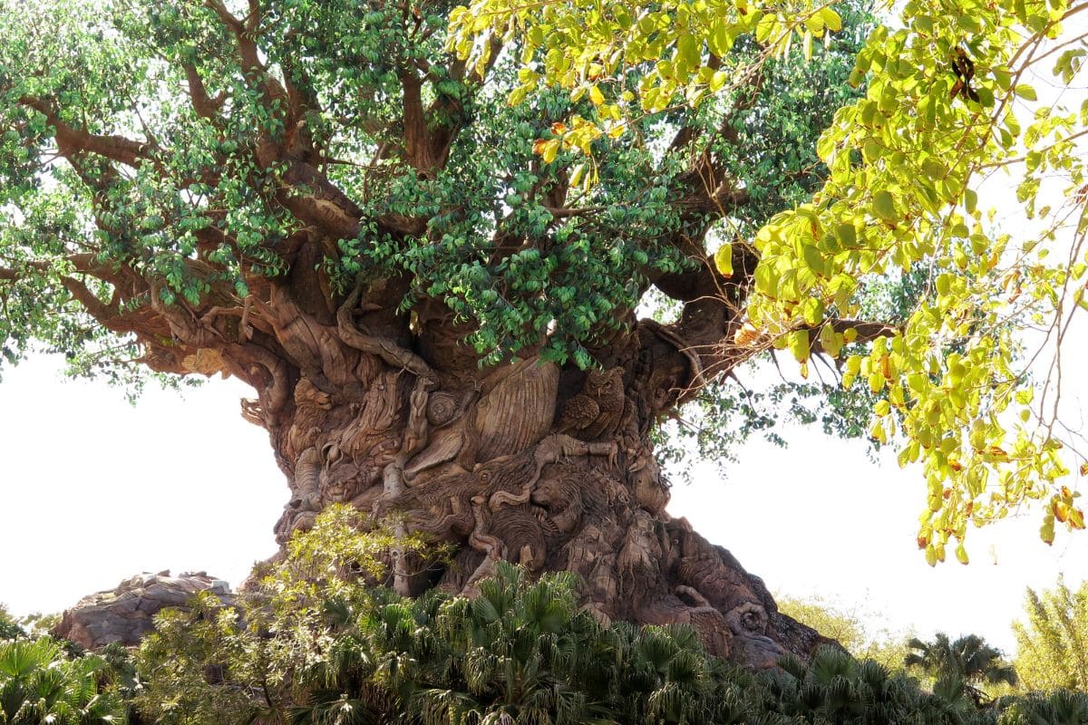 Lebensbaum Bedeutung: Die Wahrheit Hinter Dem Baum des Lebens! - Sinnopedia