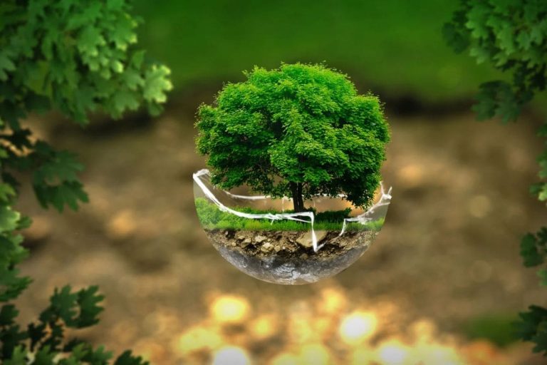 Lebensbaum Bedeutung: Die Wahrheit Hinter Dem Baum des Lebens! - Sinnopedia