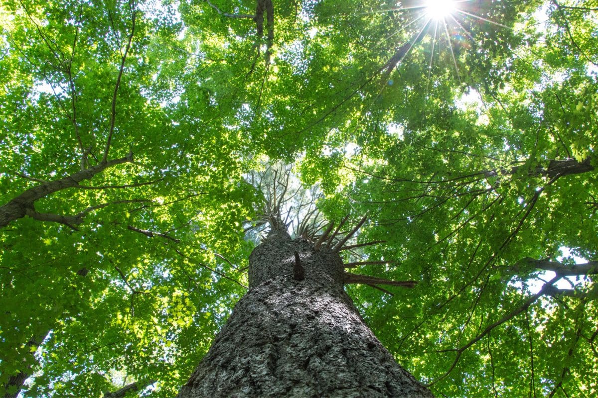 Lebensbaum Bedeutung: Die Wahrheit Hinter Dem Baum des Lebens! - Sinnopedia