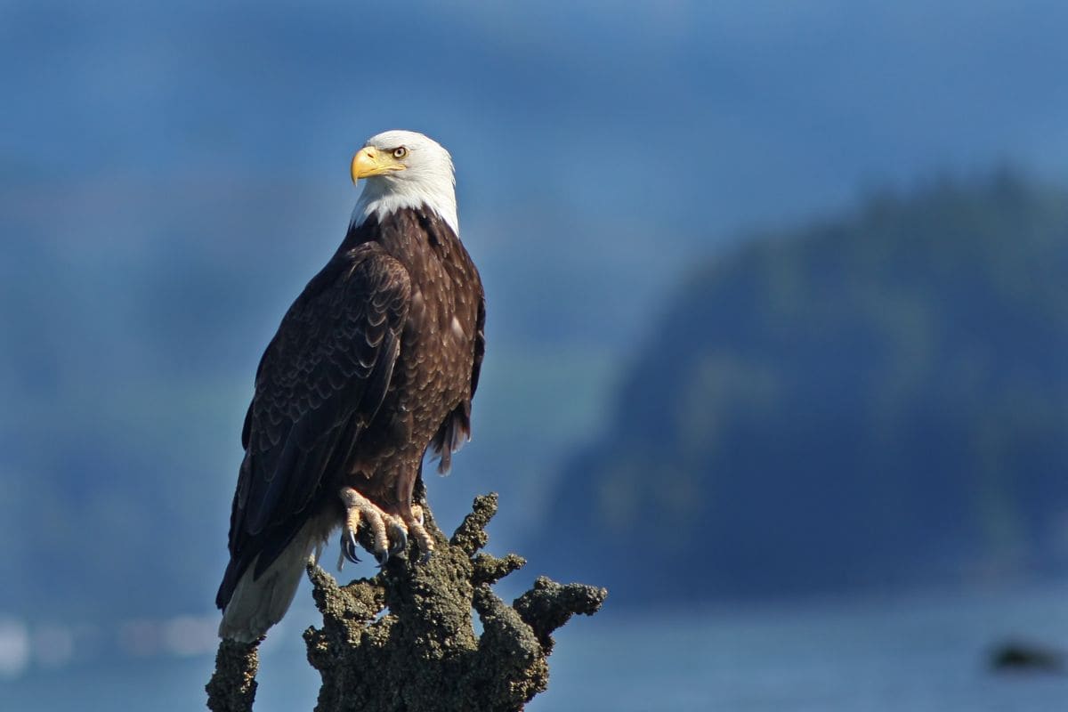 Adler Symbole: Der König Der Lüfte Und Seine Bedeutung! - Sinnopedia