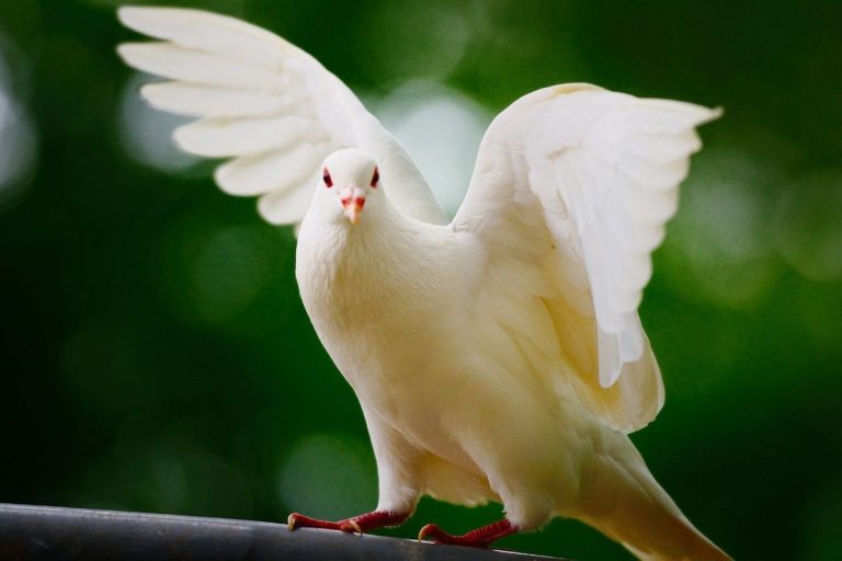 Taube Symbol: Diese Große Bedeutung Steckt Hinter Diesem Symbol ...