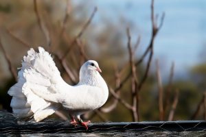 Taube Symbol: Diese Große Bedeutung Steckt Hinter Diesem Symbol ...