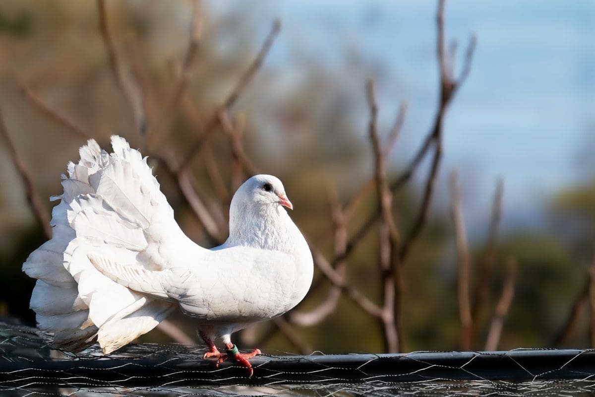 Taube Symbol: Diese Große Bedeutung Steckt Hinter Diesem Symbol ...