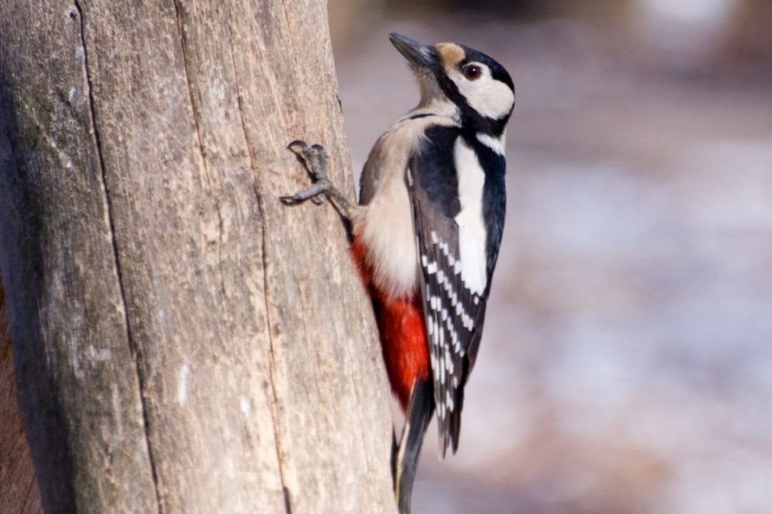 Krafttier Specht: Der Specht Als Spiritueller Begleiter Der Menschen ...