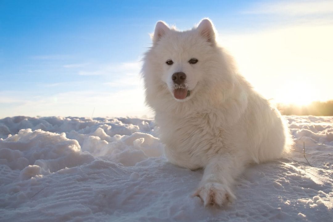 Krafttier Hund: Spiritueller Seelenbegleiter Und Seine Bedeutung ...