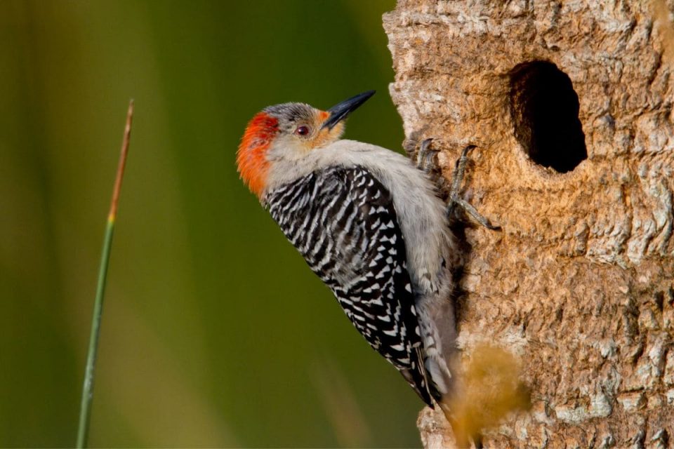 Krafttier Specht: Der Specht Als Spiritueller Begleiter Der Menschen ...