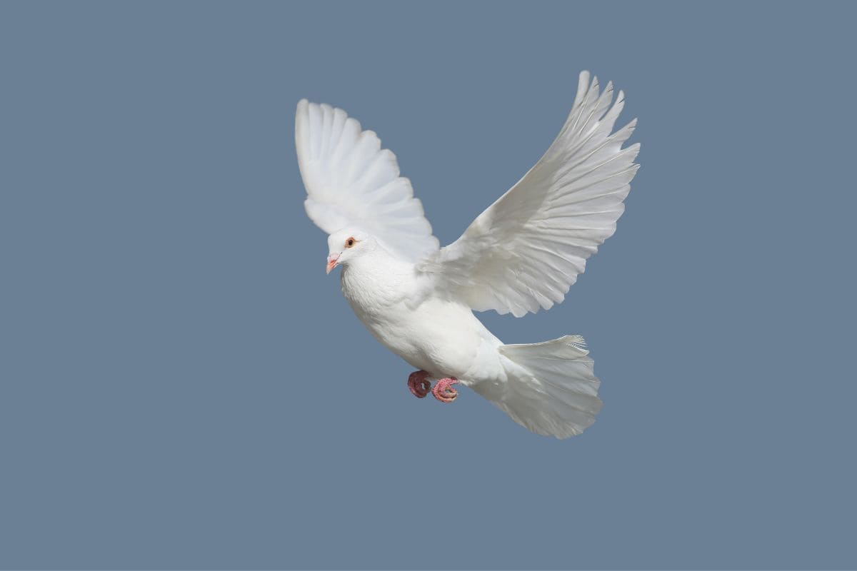 Taube Symbol: Diese Große Bedeutung Steckt Hinter Diesem Symbol ...