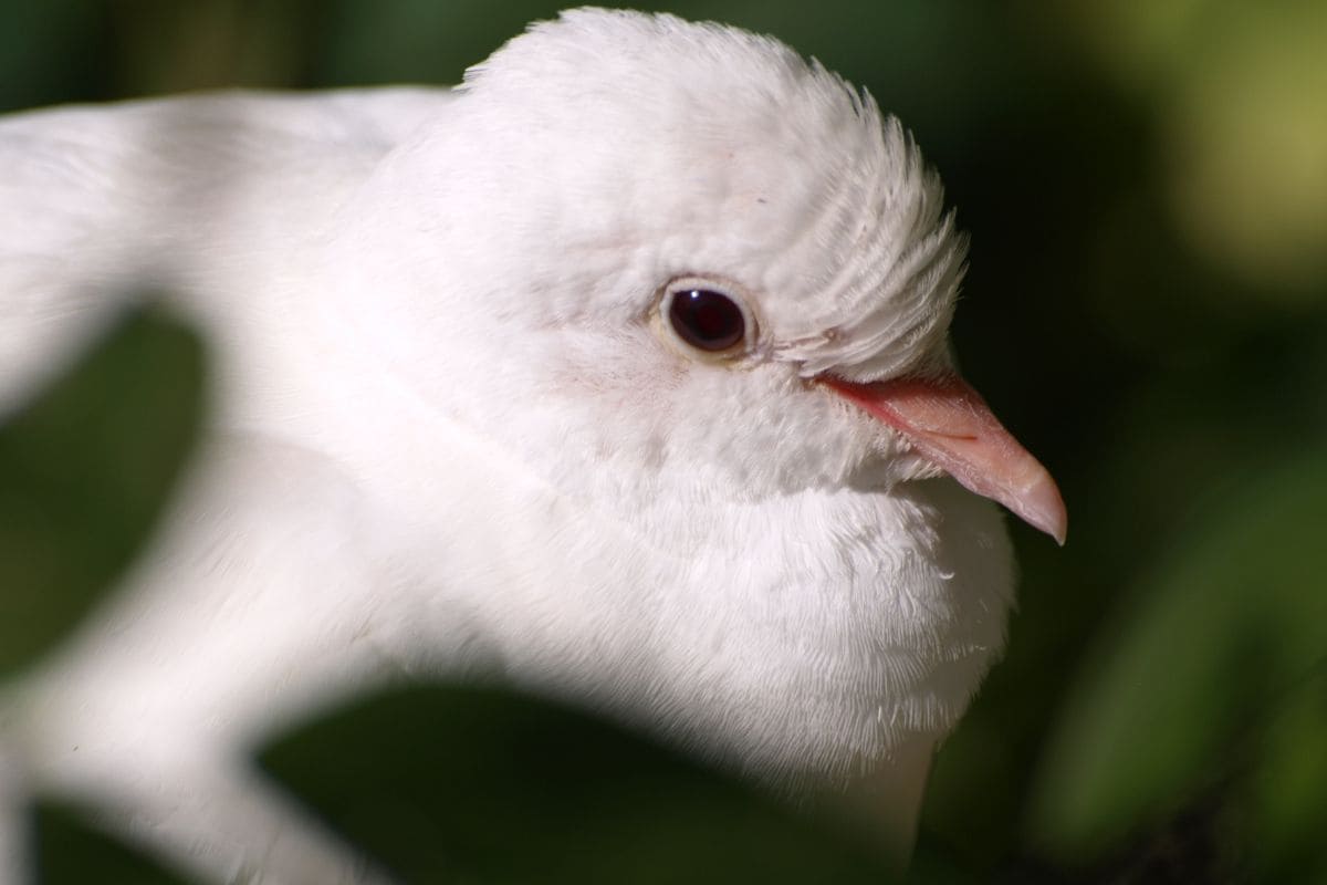 Taube Symbol: Diese Große Bedeutung Steckt Hinter Diesem Symbol ...