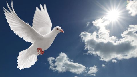 Taube Symbol: Diese Große Bedeutung Steckt Hinter Diesem Symbol ...