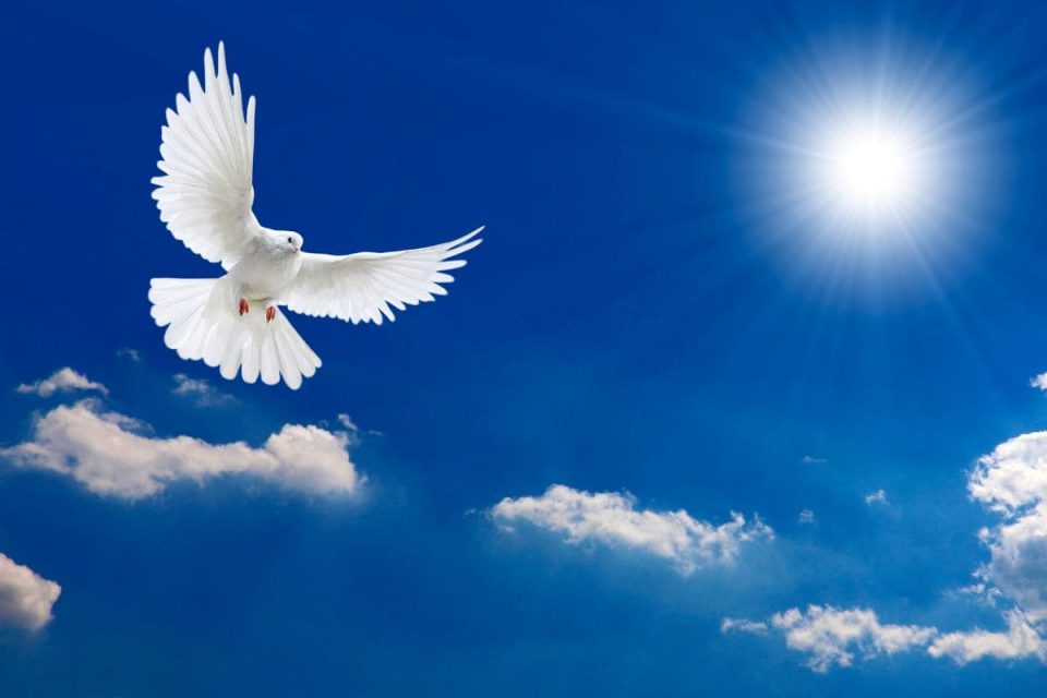 Taube Symbol: Diese Große Bedeutung Steckt Hinter Diesem Symbol ...