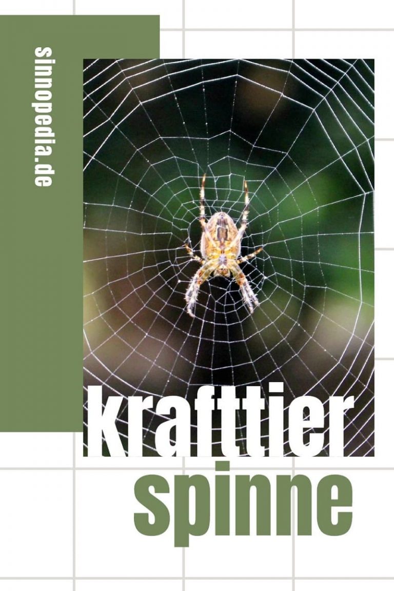 Krafttier Spinne: Das Bedeuten Die Schicksalsfäden Für Sie! - Sinnopedia