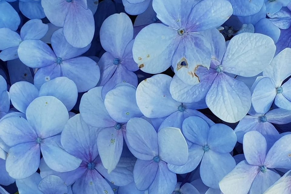 Blau Bedeutung: Die Farbsymbolik Hinter Der Himmlischen Farbe! - Sinnopedia