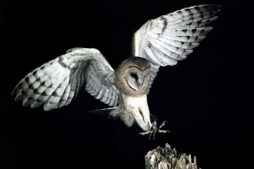 Eule Bedeutung: Symbolik Und Mythologie Der Geheimnisvollen Eule ...