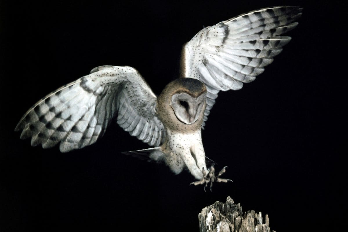 Eule Bedeutung: Symbolik Und Mythologie Der Geheimnisvollen Eule ...