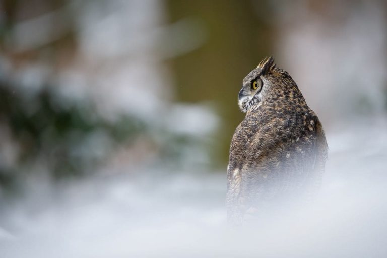 Eule Bedeutung: Symbolik Und Mythologie Der Geheimnisvollen Eule ...