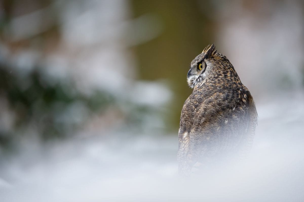 Eule Bedeutung: Symbolik Und Mythologie Der Geheimnisvollen Eule ...