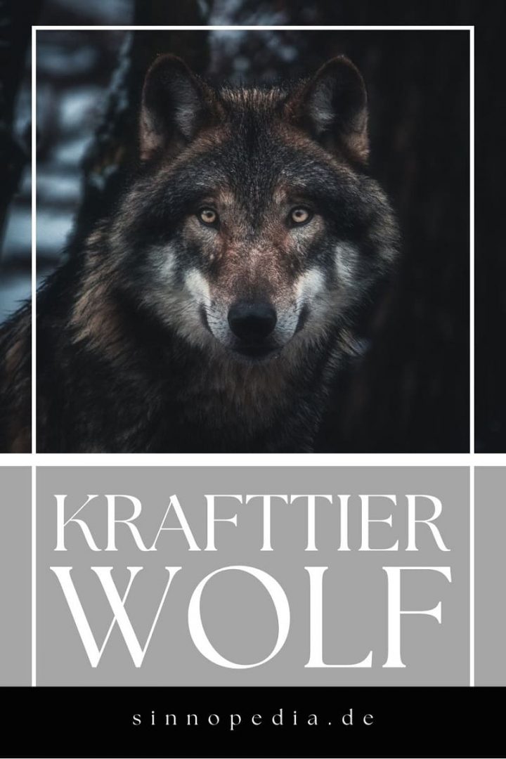 Krafttier Wolf: Das Mystische Seelentier Und Seine Bedeutung! - Sinnopedia