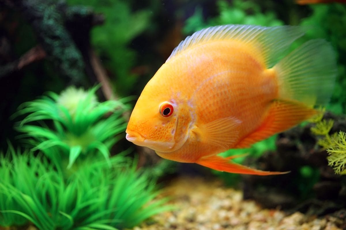 Symbolik Fisch: Welche Wahrheit Steckt Hinter Dem Fischsymbol? - Sinnopedia