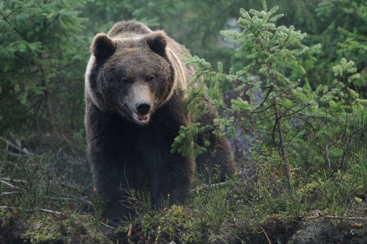 Krafttier Bär: Bedeutung Und Wirkung Der Spirituellen Begleiter ...