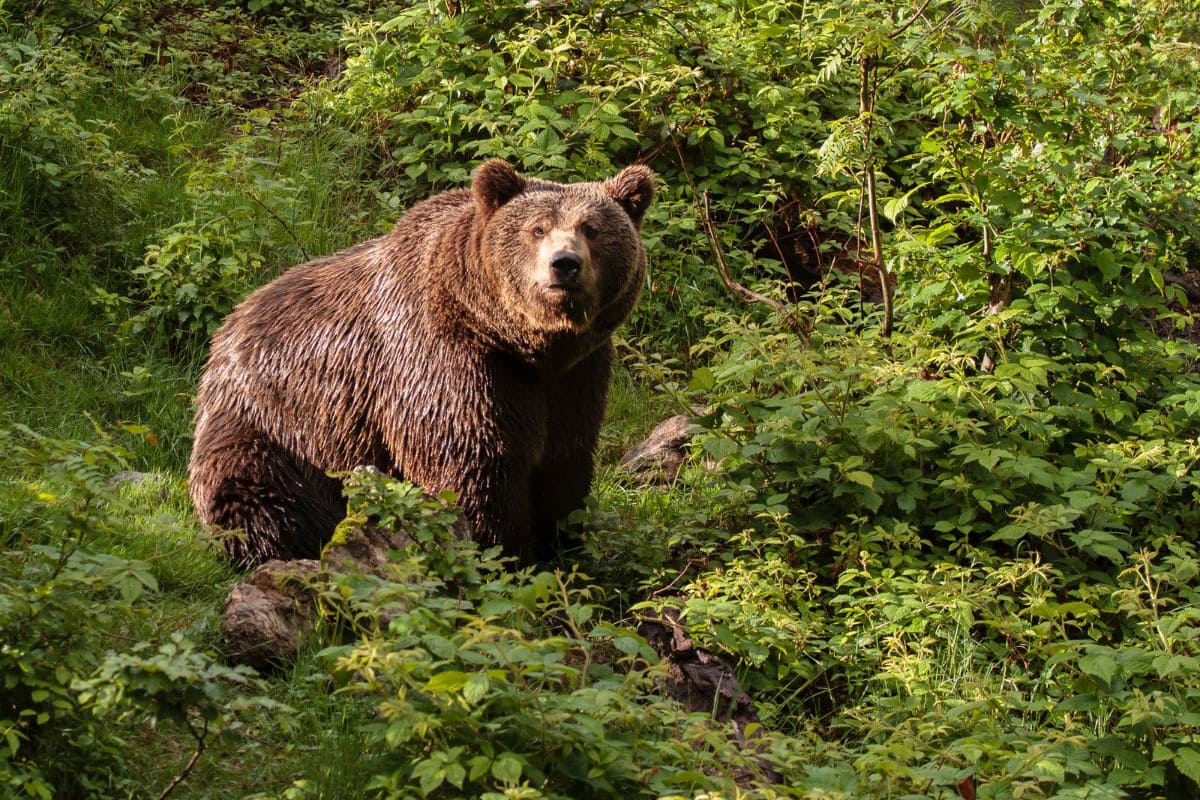 Krafttier Bär: Bedeutung Und Wirkung Der Spirituellen Begleiter ...