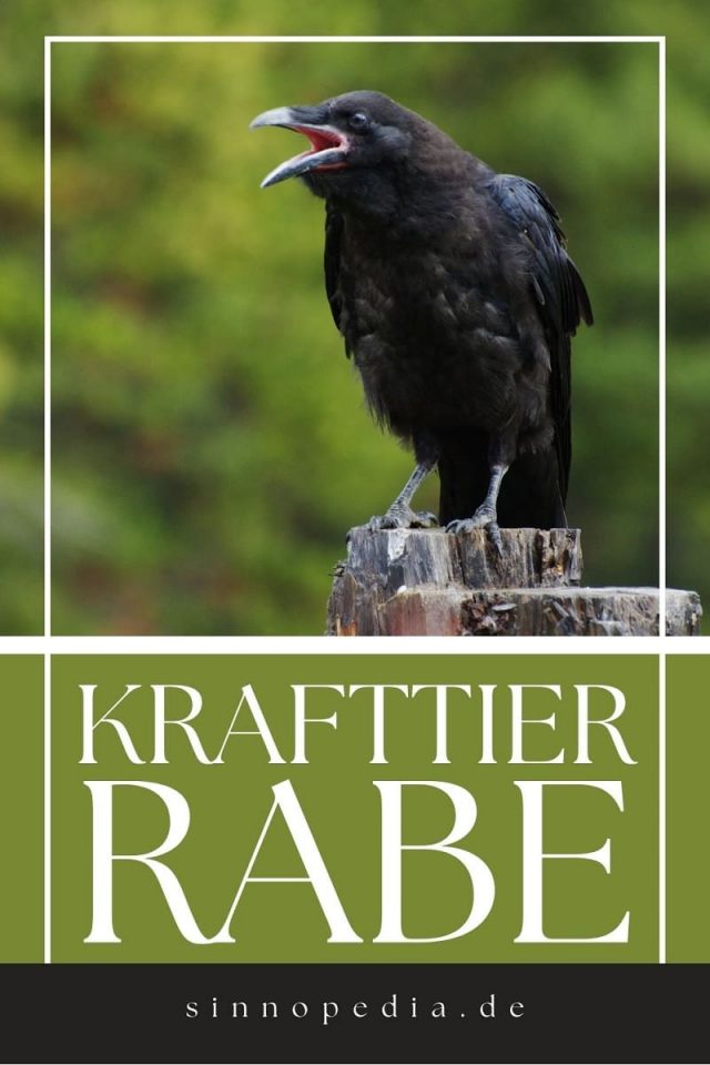Krafttier Rabe: Rabenvögel Als Träger Der Weisheit Und Magie! - Sinnopedia