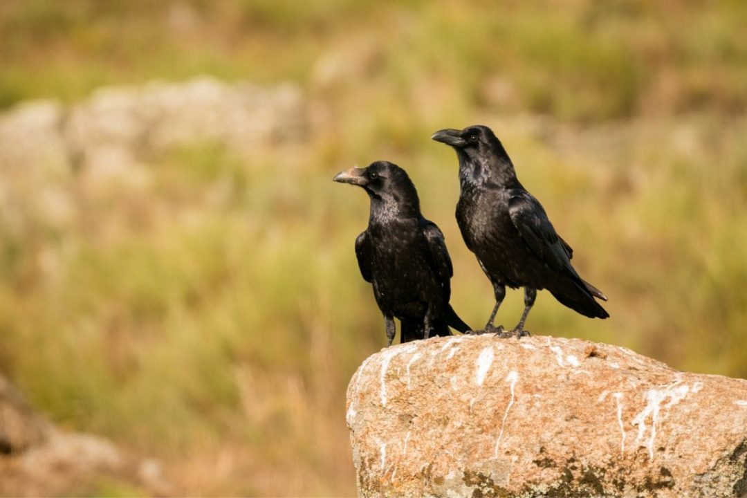 Krafttier Rabe: Rabenvögel Als Träger Der Weisheit Und Magie! - Sinnopedia