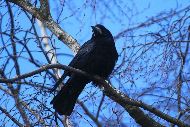 Krafttier Rabe: Rabenvögel Als Träger Der Weisheit Und Magie! - Sinnopedia