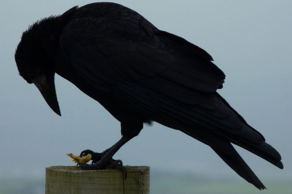 Krafttier Rabe: Rabenvögel Als Träger Der Weisheit Und Magie! - Sinnopedia