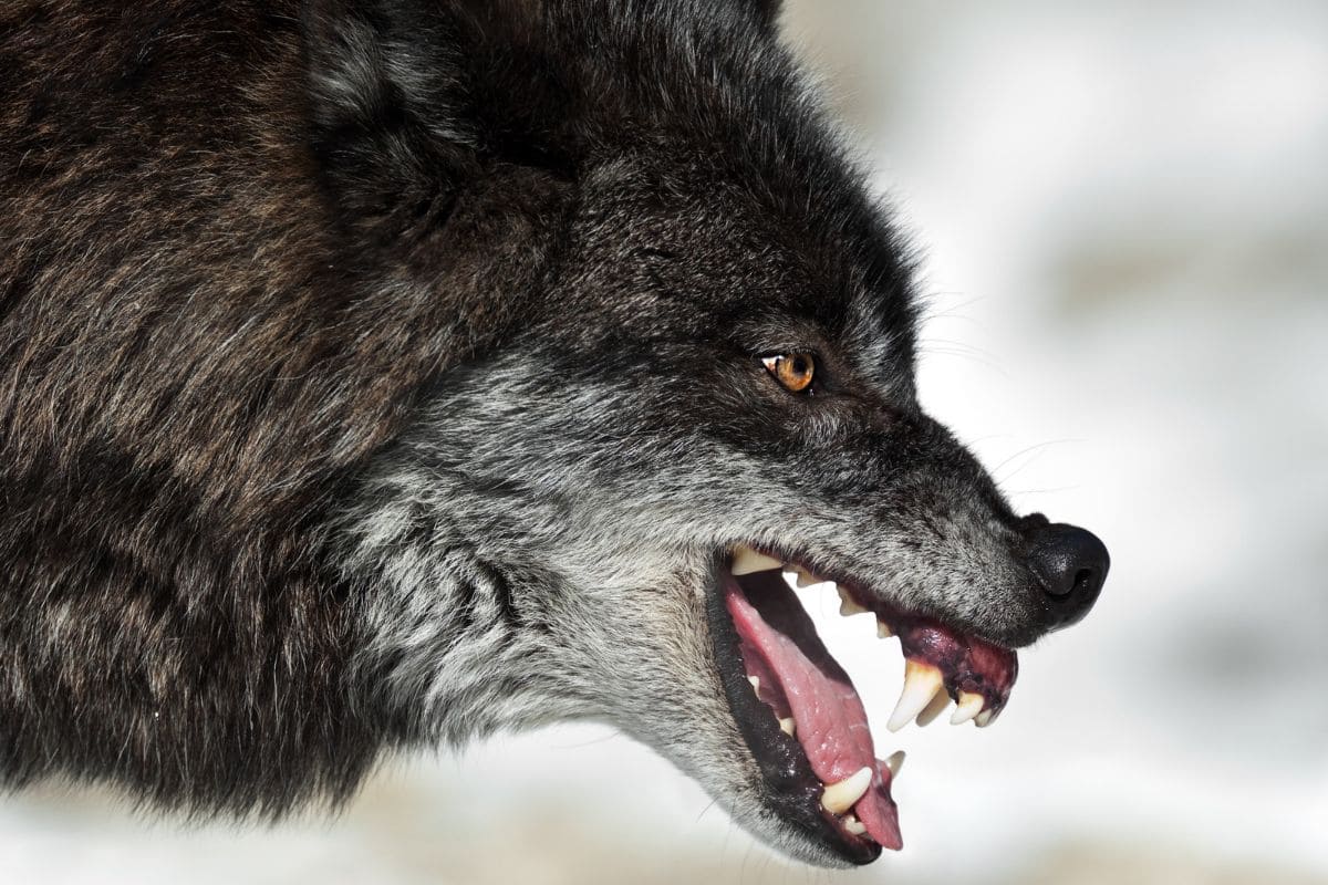 Fenriswolf: Das Böse In Der Germanischen Mythologie Oder Nicht ...