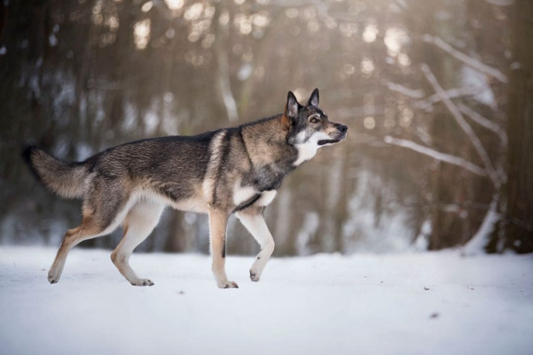 Fenriswolf: Das Böse In Der Germanischen Mythologie Oder Nicht ...
