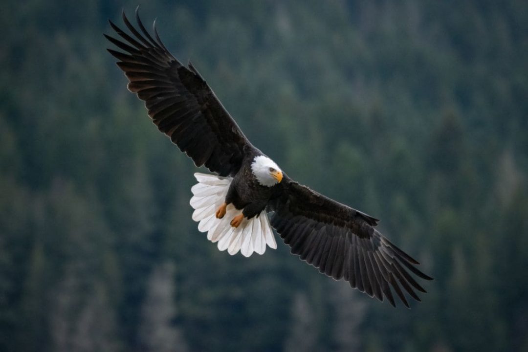 Adler Symbole: Der König Der Lüfte Und Seine Bedeutung! - Sinnopedia