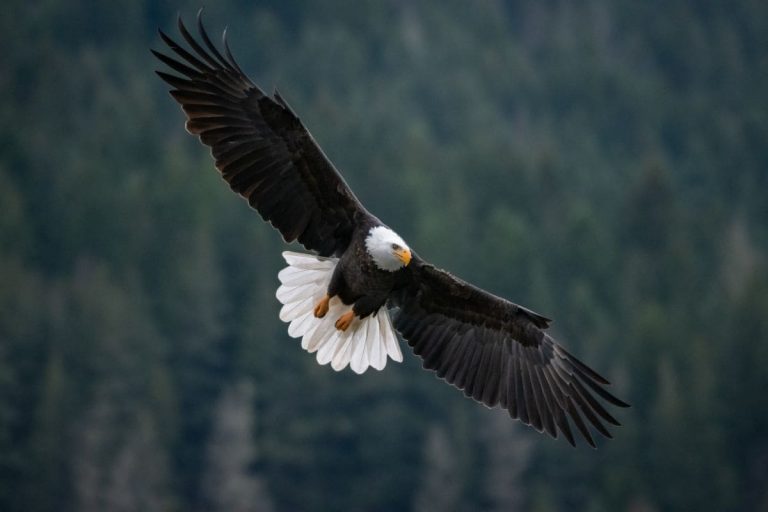 Adler Symbole: Der König Der Lüfte Und Seine Bedeutung! - Sinnopedia