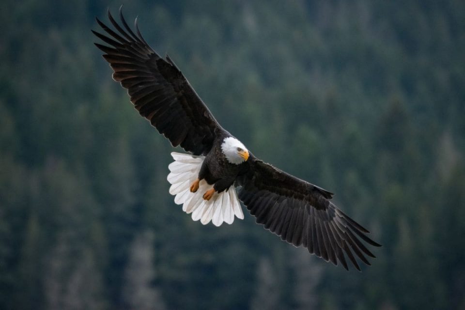 Adler Symbole: Der König Der Lüfte Und Seine Bedeutung! - Sinnopedia