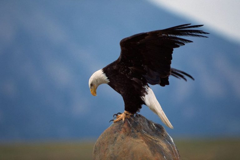 Adler Symbole: Der König Der Lüfte Und Seine Bedeutung! - Sinnopedia
