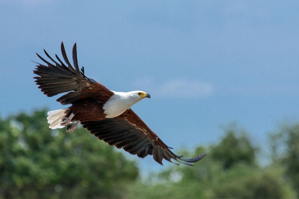 Adler Symbole: Der König Der Lüfte Und Seine Bedeutung! - Sinnopedia
