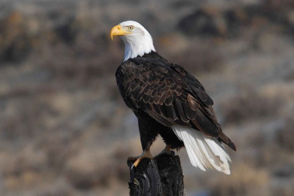 Adler Symbole: Der König Der Lüfte Und Seine Bedeutung! - Sinnopedia