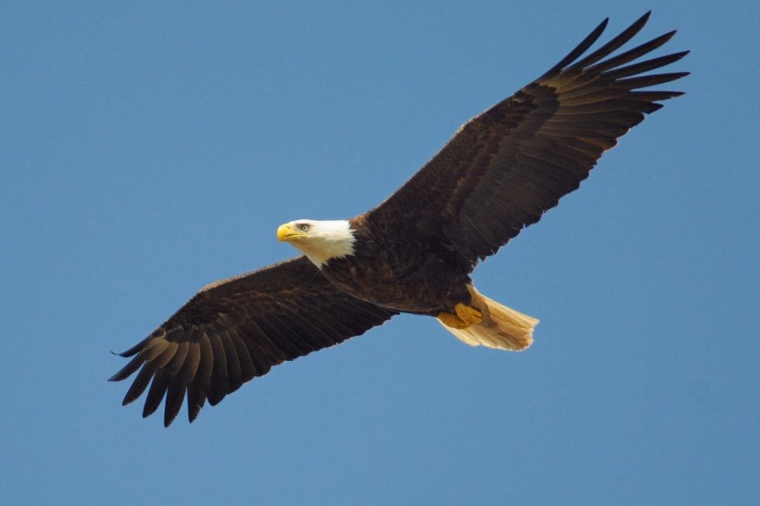 Adler Symbole: Der König Der Lüfte Und Seine Bedeutung! - Sinnopedia