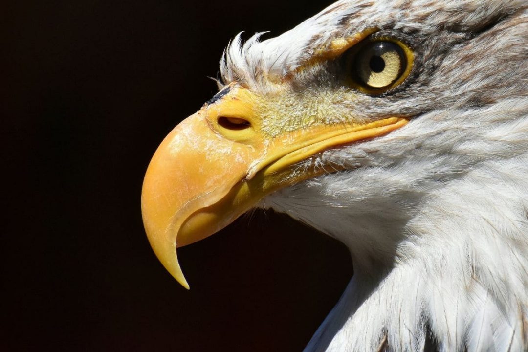 Adler Symbole: Der König Der Lüfte Und Seine Bedeutung! - Sinnopedia