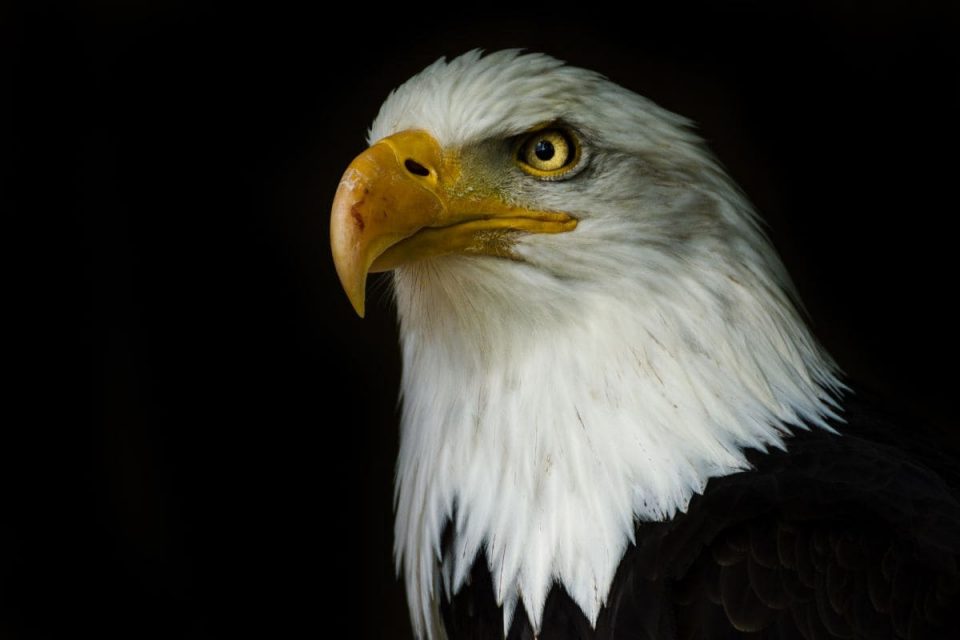 Adler Symbole: Der König Der Lüfte Und Seine Bedeutung! - Sinnopedia