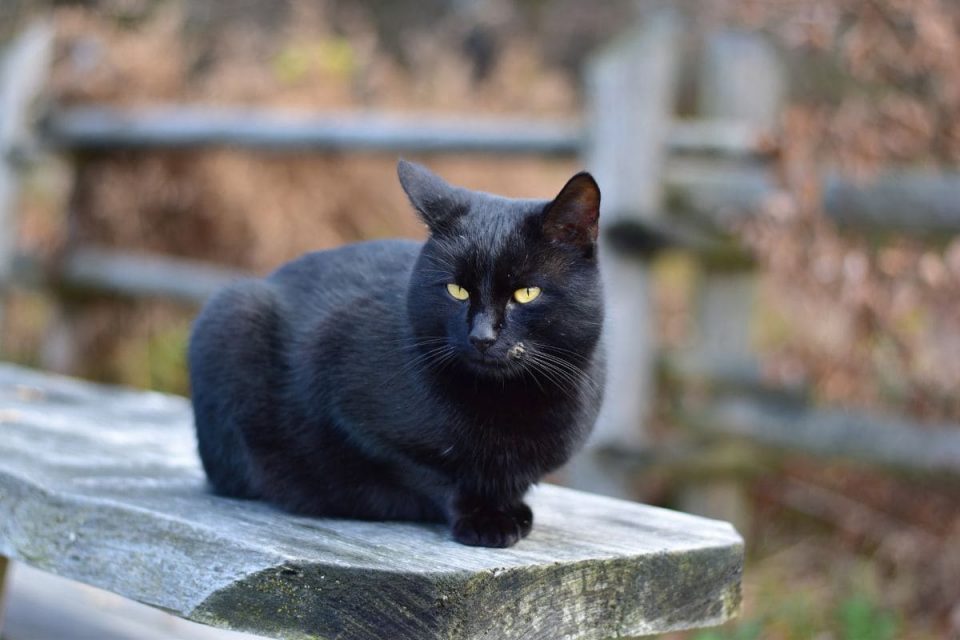 Schwarze Katze Von Links Nach Rechts: Der Unglücksbringer! - Sinnopedia