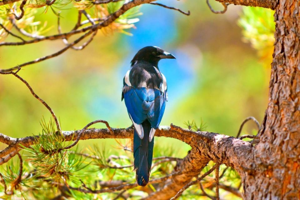 Krafttier Elster: Das Kraftbild Der Intelligenz Und Freude! - Sinnopedia