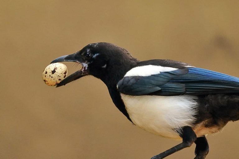 Krafttier Elster: Das Kraftbild Der Intelligenz Und Freude! - Sinnopedia