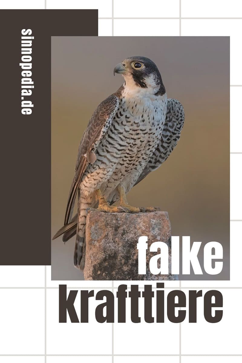 Krafttier Falke Bedeutung: Das Mächtige Totem Der Lüfte! - Sinnopedia