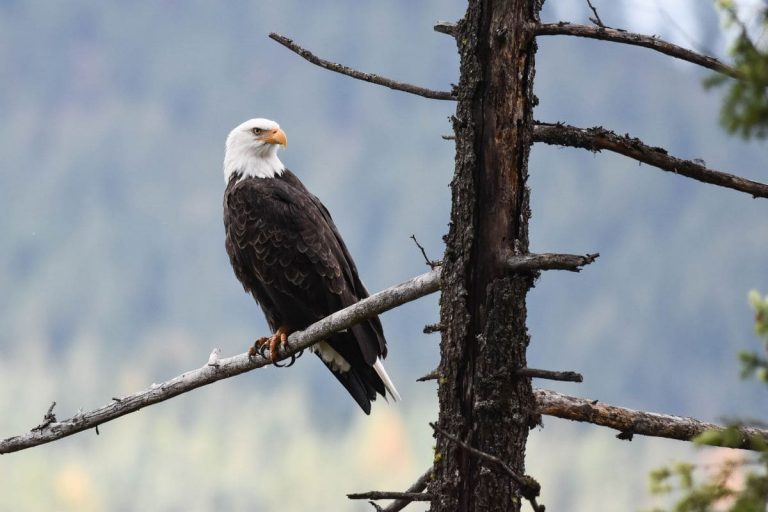 Adler Symbole: Der König Der Lüfte Und Seine Bedeutung! - Sinnopedia