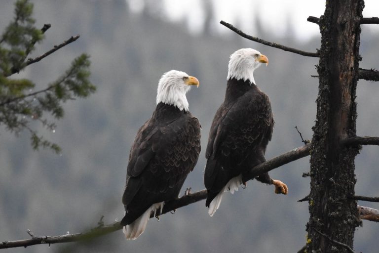 Adler Symbole: Der König Der Lüfte Und Seine Bedeutung! - Sinnopedia