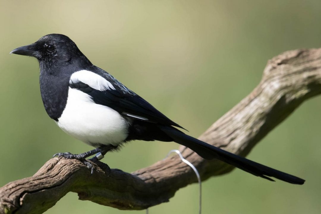 Krafttier Elster: Das Kraftbild Der Intelligenz Und Freude! - Sinnopedia