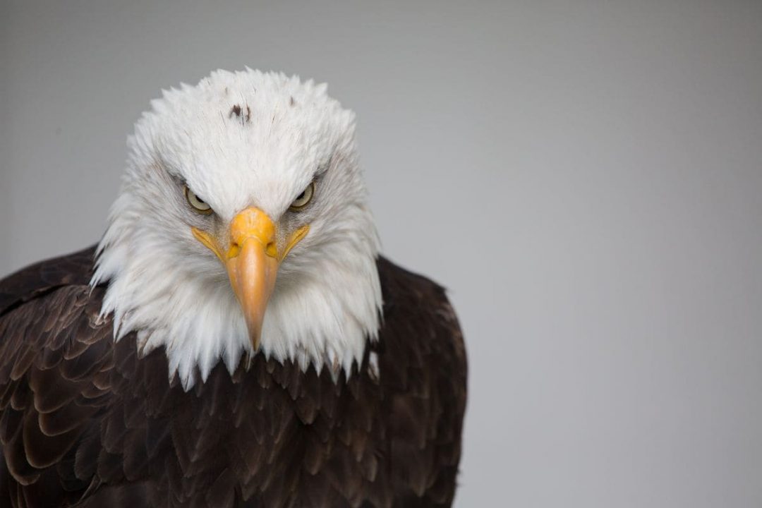 Adler Symbole: Der König Der Lüfte Und Seine Bedeutung! - Sinnopedia