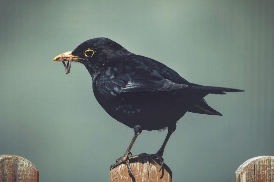 Krafttier Amsel: Das Geheimnisvolle Krafttier Und Seine Bedeutung ...