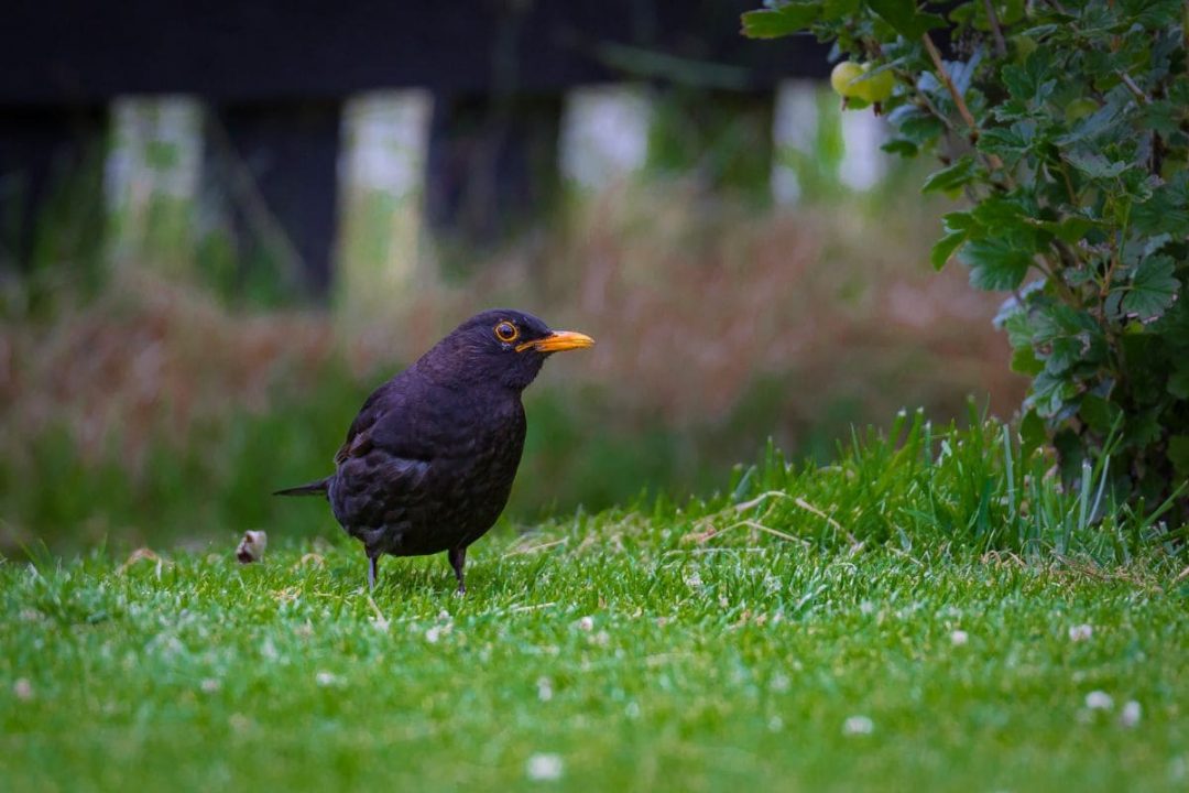 Krafttier Amsel: Das Geheimnisvolle Krafttier Und Seine Bedeutung ...