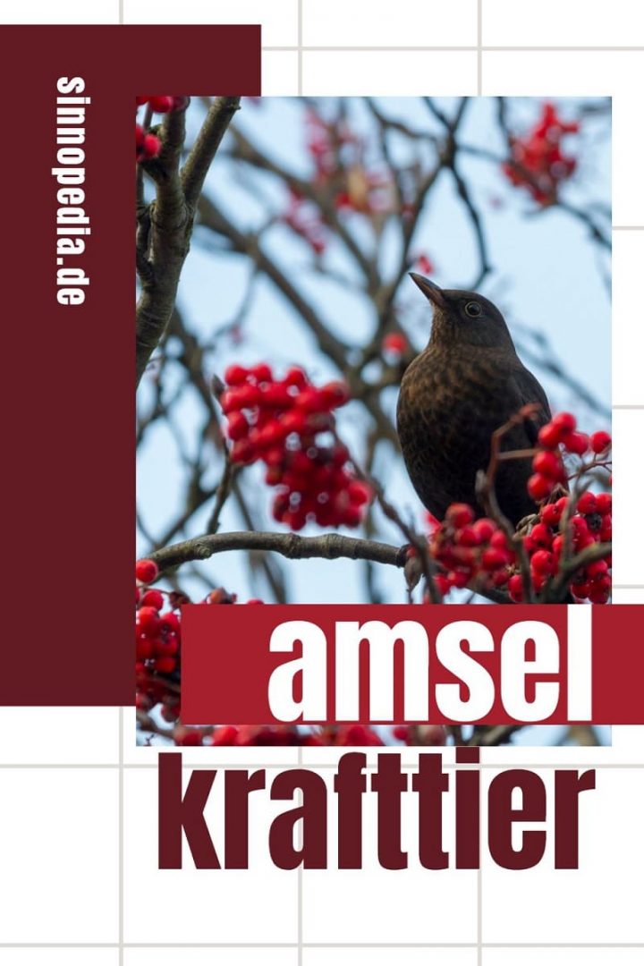 Krafttier Amsel: Das Geheimnisvolle Krafttier Und Seine Bedeutung ...